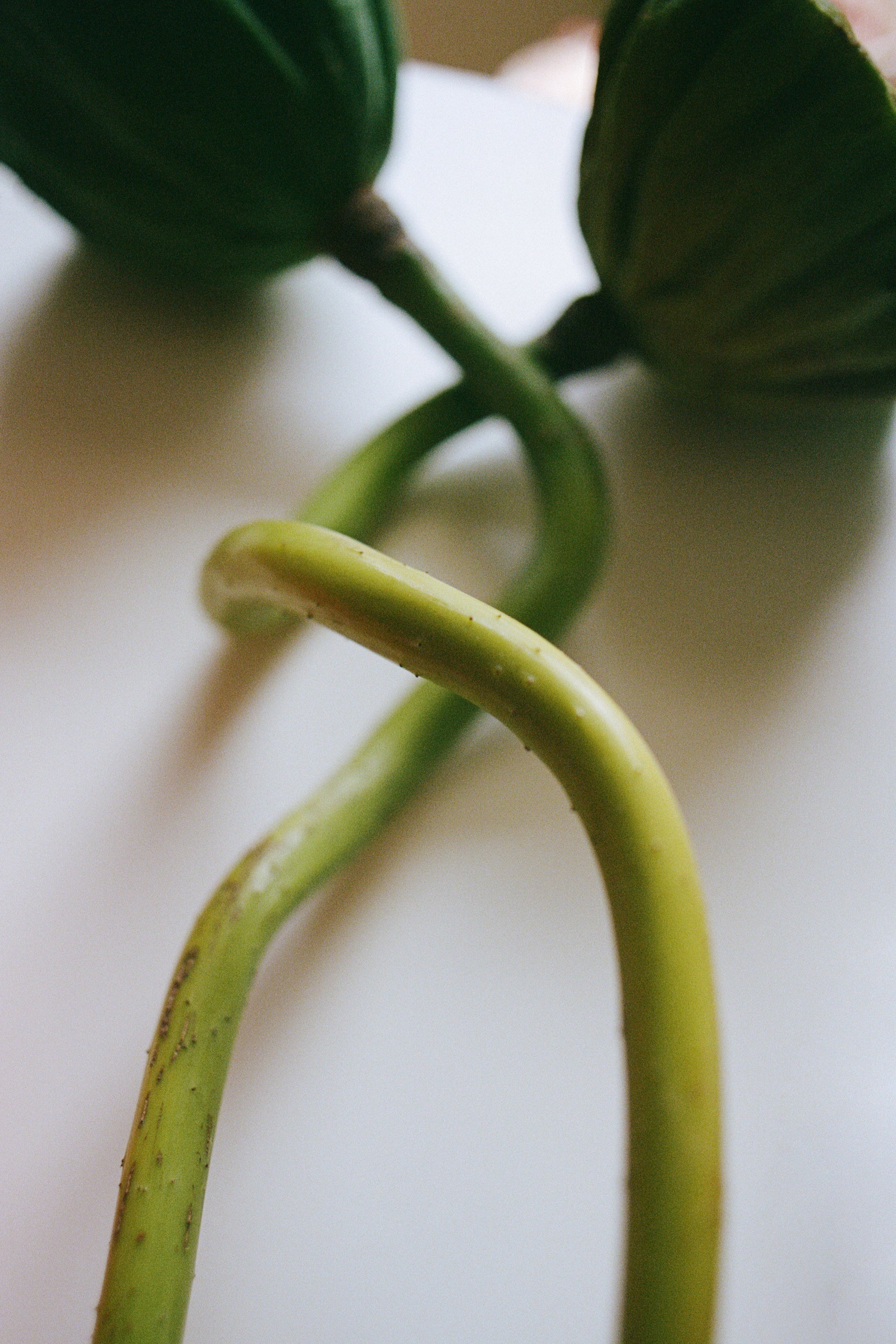 About | Dinosaur Designs